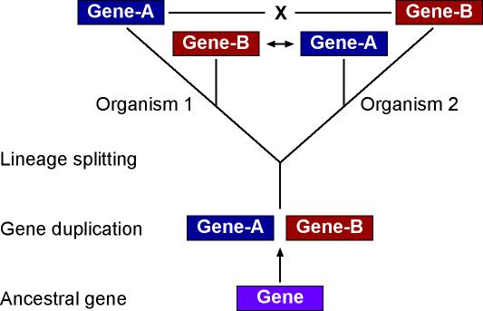  Orthologs And Paralogs GEN220 2019